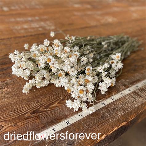 Bulk Dried Flowers For Weddings And Diy Dried Flowers Forever
