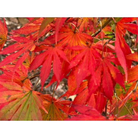 Acer Palmatum Nanase Gawa Japanese Maple 1 Gallon Small Create Your