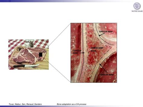Ppt Bone Structure Adaptation As A Cellular Automaton Optimization