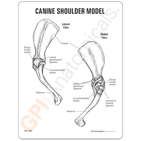 Canine Shoulder Anatomical Model