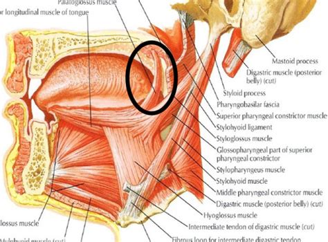 Chapter Soft Palate And Pharynx Flashcards Quizlet