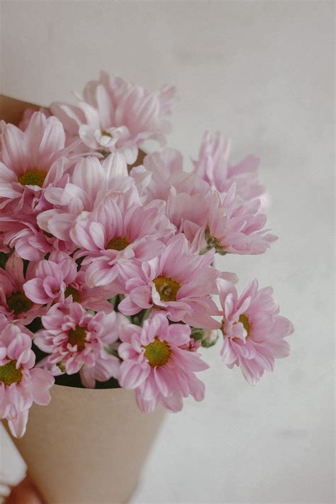 Daisy Mums Flower Ranch Cafe