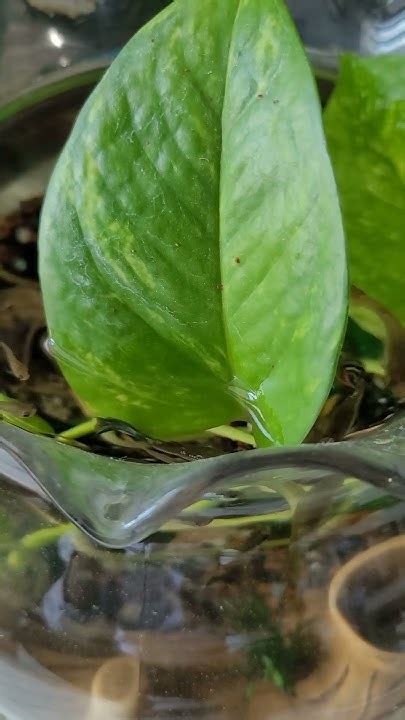 물밖으로 나오려는 물고기들 물고기들 물고기키우기 Youtube