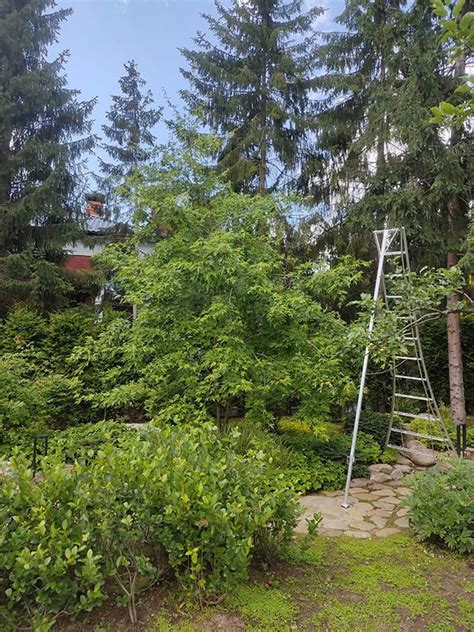 Японское искусство сукаси • Garden Modern