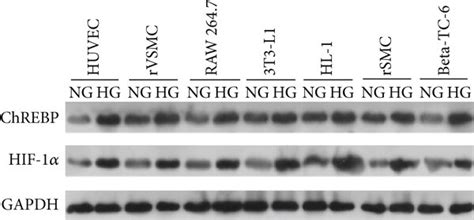 The Exosomal Mir 210 Levels From Cell Culture Supernatants And Various