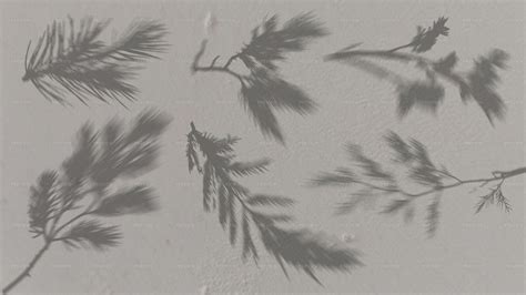 Plant Shadows Overlays Graphics Motion Array