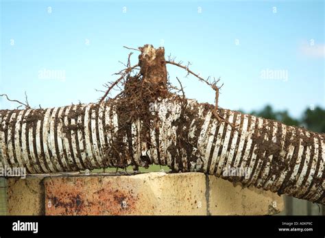 Storm Water Drain Pipe Damaged And Clogged By Tree Roots Dsca 0011 Stock Photo Alamy