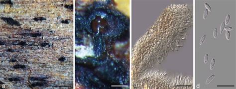 Holotype Specimen Of Diaporthe Cytosporella Bpi 798526 A