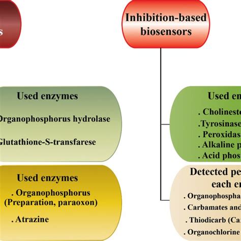 Pesticide Detection In Vegetable Crops Using Enzyme Inhibition Methods A Comprehensive Review