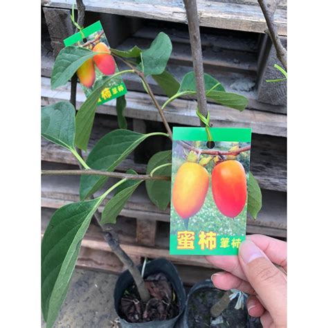 農夫世家 甜柿 脆柿 柿子 新日本🇯🇵 嫁接 花御所柿 日本次郎 早秋 富有 蜜柿 筆柿 水柿 紅柿 牛心柿 果樹 苗 蝦皮購物