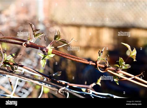 Vines Showing New Growth Start Of Year February Hook Norton Oxfordshire