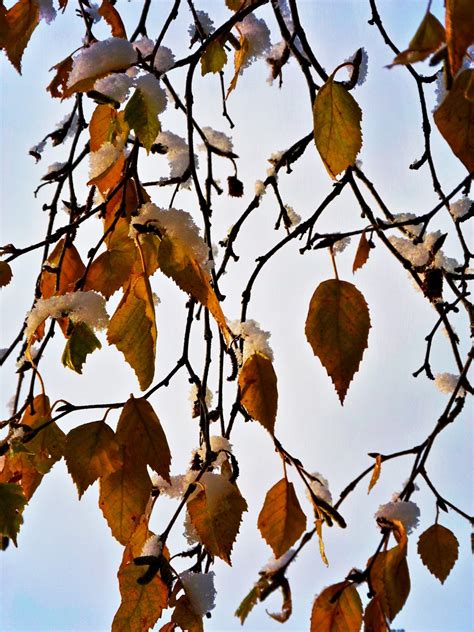 Fotos gratis árbol naturaleza rama nieve planta luz de sol hoja
