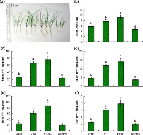 Effects Of Bacillus Subtilis Strains 2808 713 And Gb03 Exposure On Download Scientific Diagram