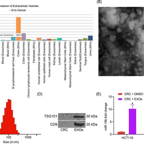 Mir‐19b Could Be Carried By Crc‐exos A The Sources Of Mir‐19b In