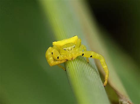 Thomisus Spectabilis Ausemade