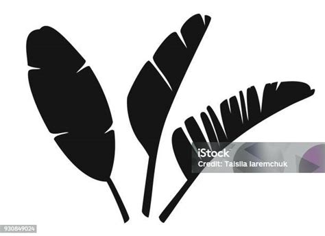 Daun Pisang Tropis Terisolasi Dengan Latar Belakang Putih Ilustrasi
