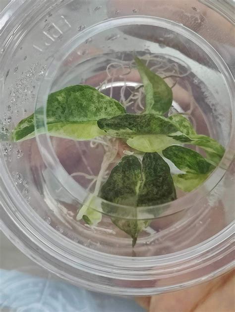 Buy Alocasia Amazonica Splash Variegated Tissue Culture Unique Foliage