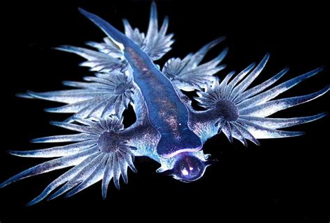 Голубой дракон фото видео Paperblog Glaucus Atlanticus Sea Slug