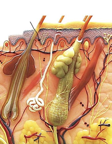 Integumentary System Labeling Lab Flashcards Quizlet