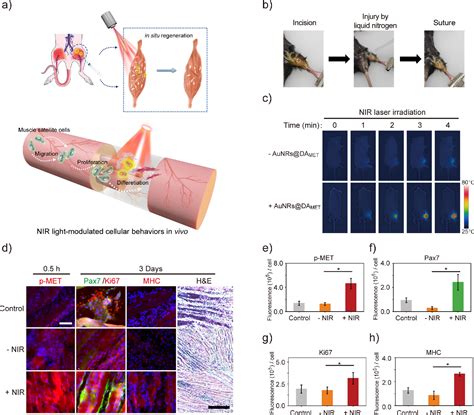 Figure 5 From Near Infrared Light Activated Dna Agonist Nanodevice For