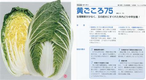 【楽天市場】【ハクサイ】黄ごころ75〔タキイ交配〕小袋（05ml）：野菜のタネのお買い物 太田のタネ