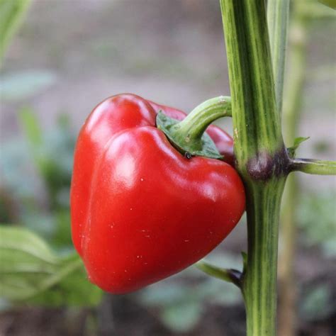 Pimento L Sweet Pepper Garden Seeds 250 G Packet ~30 Seeds Non