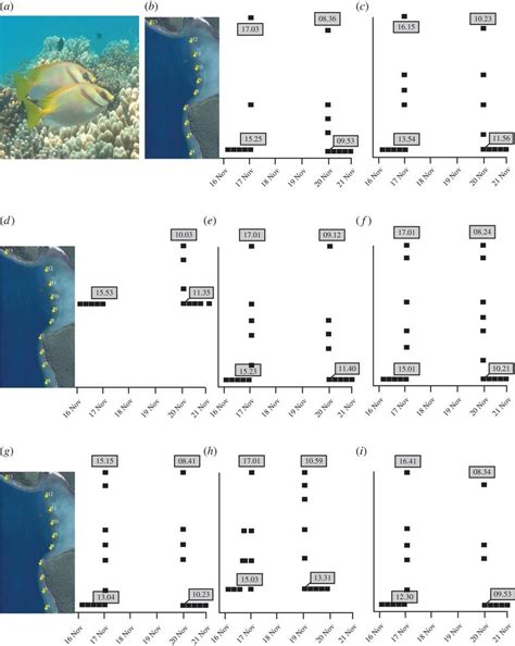 Abacus Plots Of Receiver Detections For Individuals Of The Species A