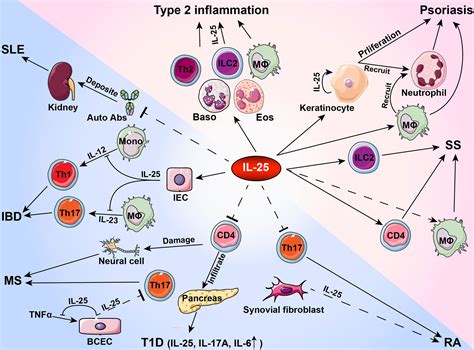 Frontiers Roles Of Il 25 In Type 2 Inflammation And Autoimmune