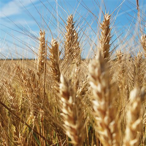 Feed Barley Due For Spring Rally Alberta Farmer Express