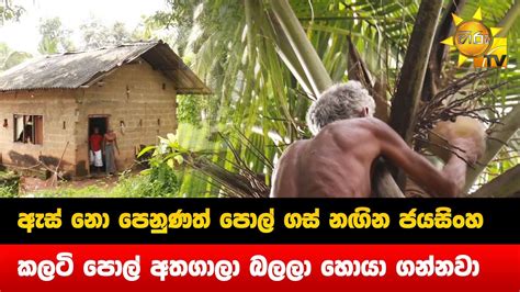 ඇස් නො පෙනුණත් පොල් ගස් නඟින ජයසිංහ කලටි පොල් අතගාලා බලලා හොයා ගන්නවා