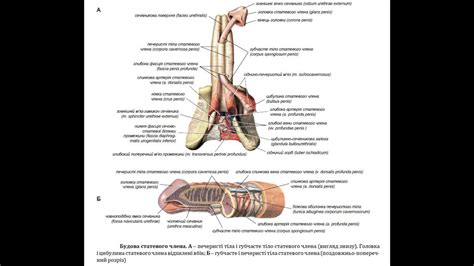 192а Статевий член Anatomua Audio Youtube