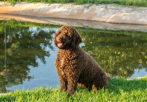 Curiosidades Sobre El Perro De Agua Español
