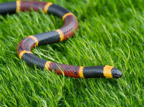 Most Poisonous Snake Bites