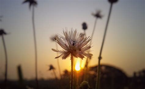 꽃 해돋이 자연 Pixabay의 무료 사진 Pixabay