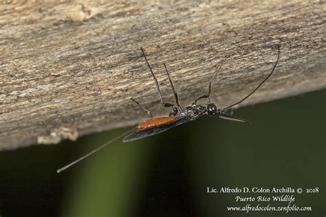 Minnesota Seasons Braconid Wasp Atanycolus Spp