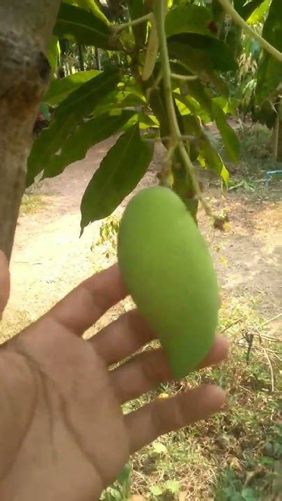 มะม่วงแฟนซี ได้กินหลายอย่างในต้นเดียว Youtube