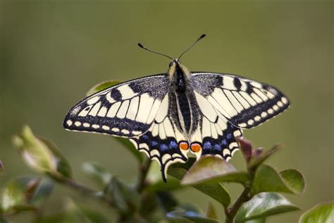Old World Swallowtail Papilio Free Photo On Pixabay