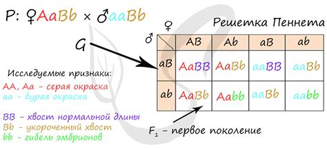 Скрещивали дигетерозиготную самку полевой мыши с серой окраской тела и укороченным хвостом с
