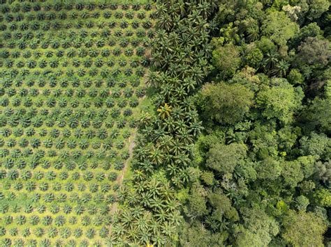 The Eudr Delay How The Industry Has Reacted And Why