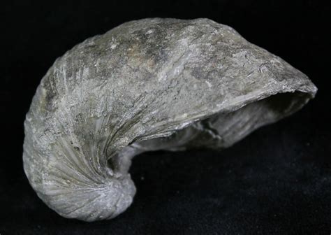 Gryphaea Devils Toenail Fossil Oyster Jurassic 25980 For Sale