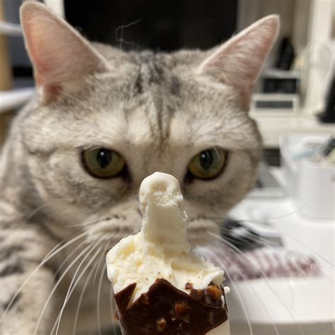 香坂真帆とモノトーンにゃんこたち On Twitter アイスを狙う猫。チョコはダメだって😅 Hersheys アーモンドチョコアイス