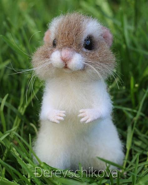 Вы слышали про хомячков Роборовского?🐹🤔 Лично я- нет🤗 Ну Джунгарики ...