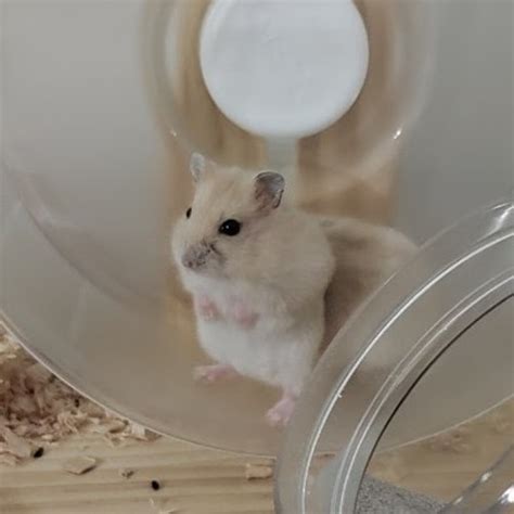 「ジャンガリアンハムスター」神奈川県 小動物の里親募集483228 ペットのおうち【里親決定25万頭！】