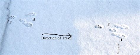 Rabbit Tracks In Snow