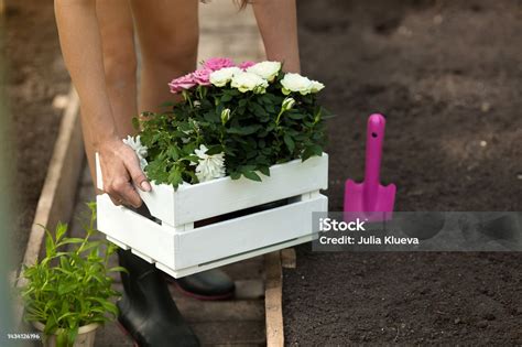 젊은 여성의 손에 장미가 든 흰색의 빈티지 상자 클로즈업 아름다운 꽃을 심고 식물을 돌 봅니다 자연 보존 농업 꽃집 및 꽃 배달의 개념 0명에 대한 스톡 사진 및 기타