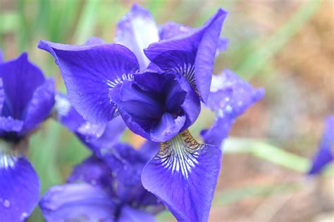 Caesars Brother Siberian Iris Next Generation Landscape Nursery