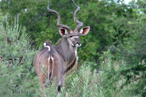 Grand Koudou Guide Safari And Photo Grand Koudou Makilafr