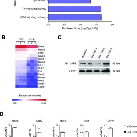 transcriptomics identification of cell migration related genes