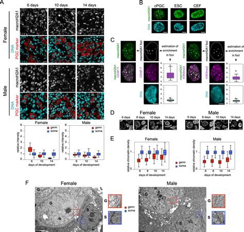 Macroh2a1 And Chromatin Density In Chicken Embryo Germ Cells A