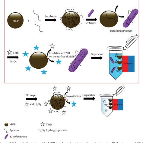 Figure 1 From Colorimetric Detection System For Salmonella Typhimurium Based On Peroxidase Like